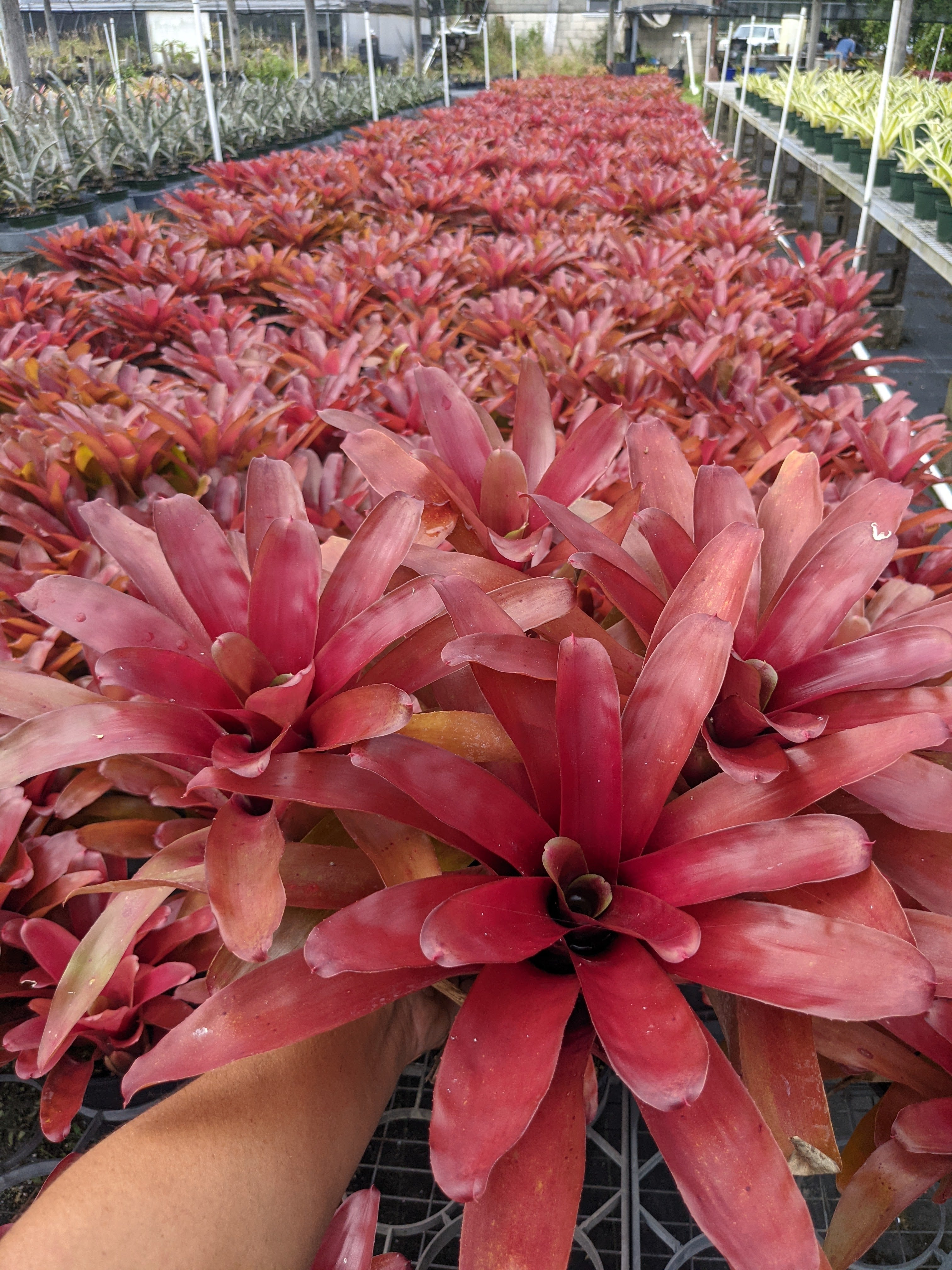 Neoregelia 'Super Fireball' – Tradewinds Tropicals, Inc.
