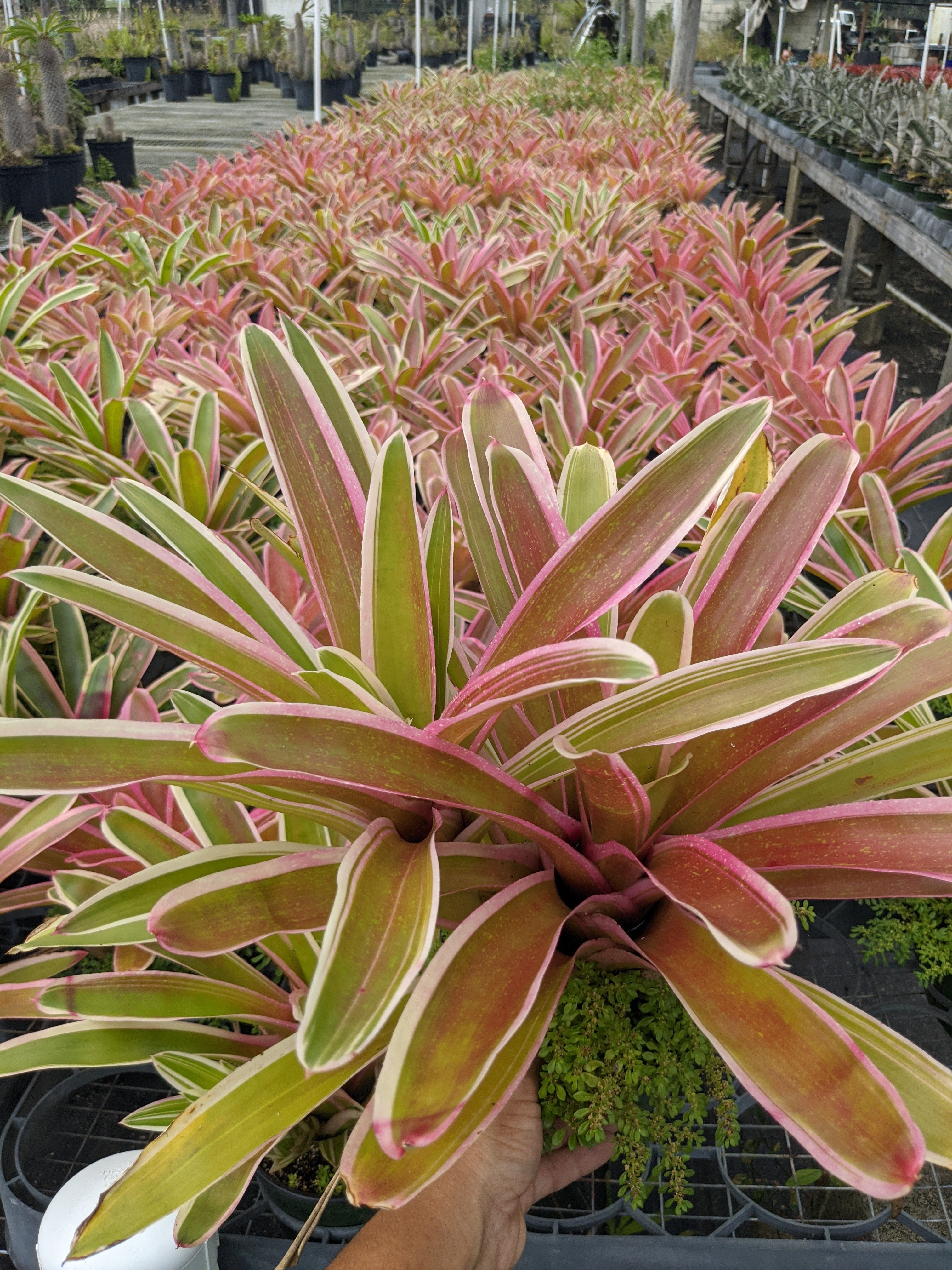 Neoregelia 'Sheba' – Tradewinds Tropicals, Inc.