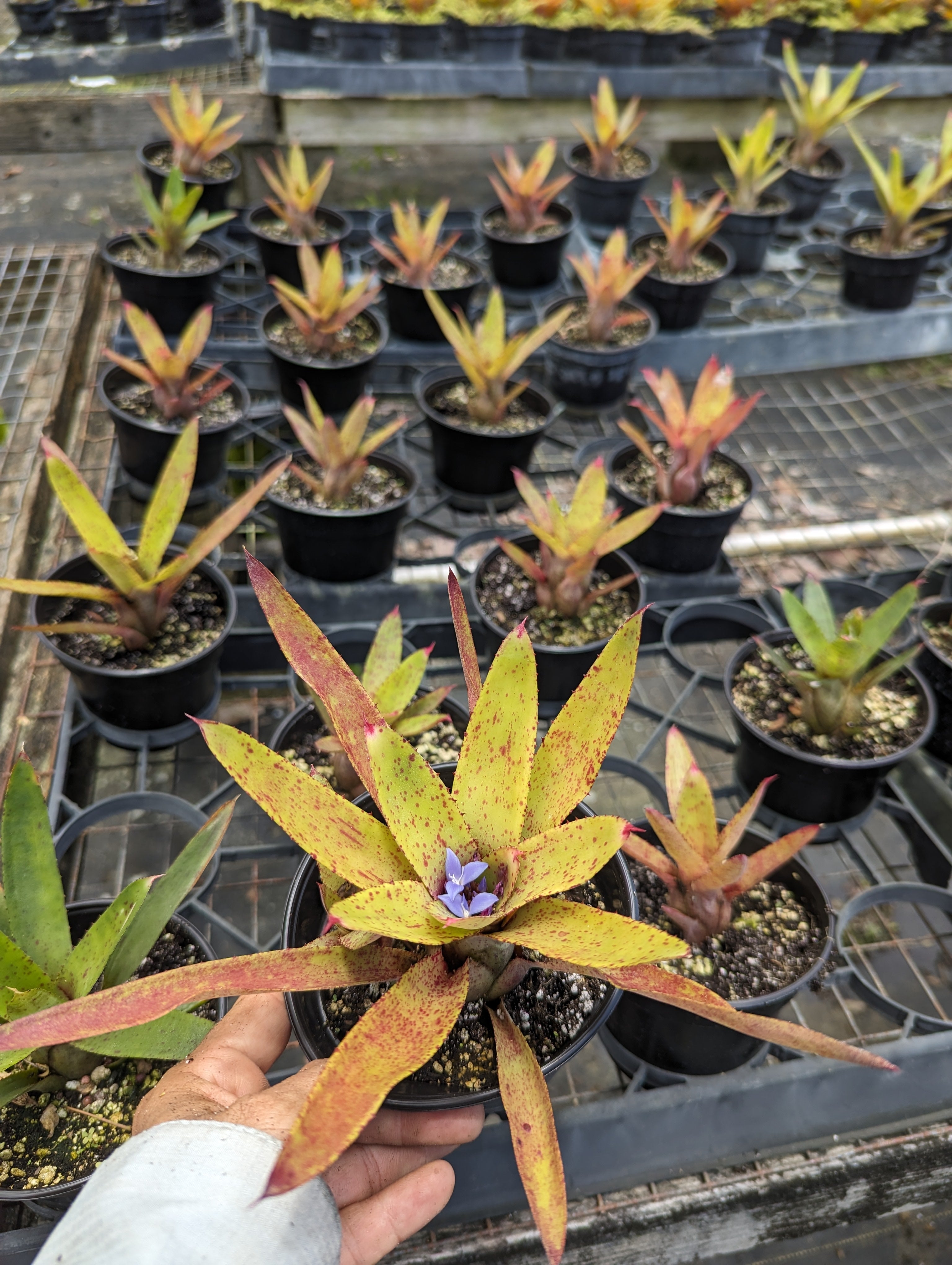 Neoregelia cyanea – Tradewinds Tropicals, Inc.